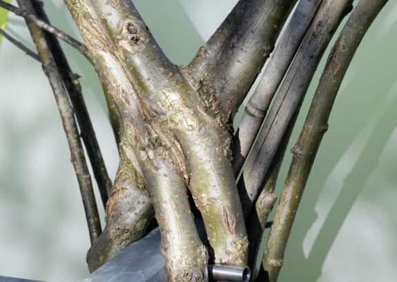 Trees, Time, Architecture! – Architekturmuseum der TUM